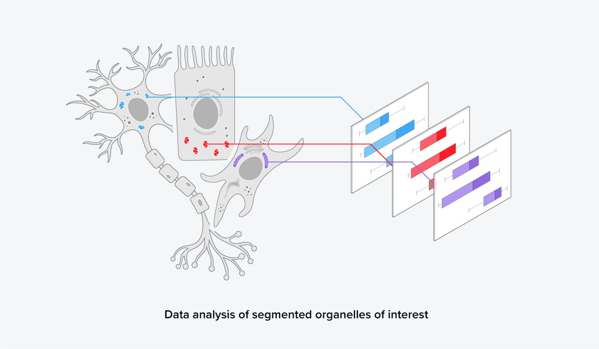 Volume Electron Microscopy: Towards Automatic Organelle Segmentation